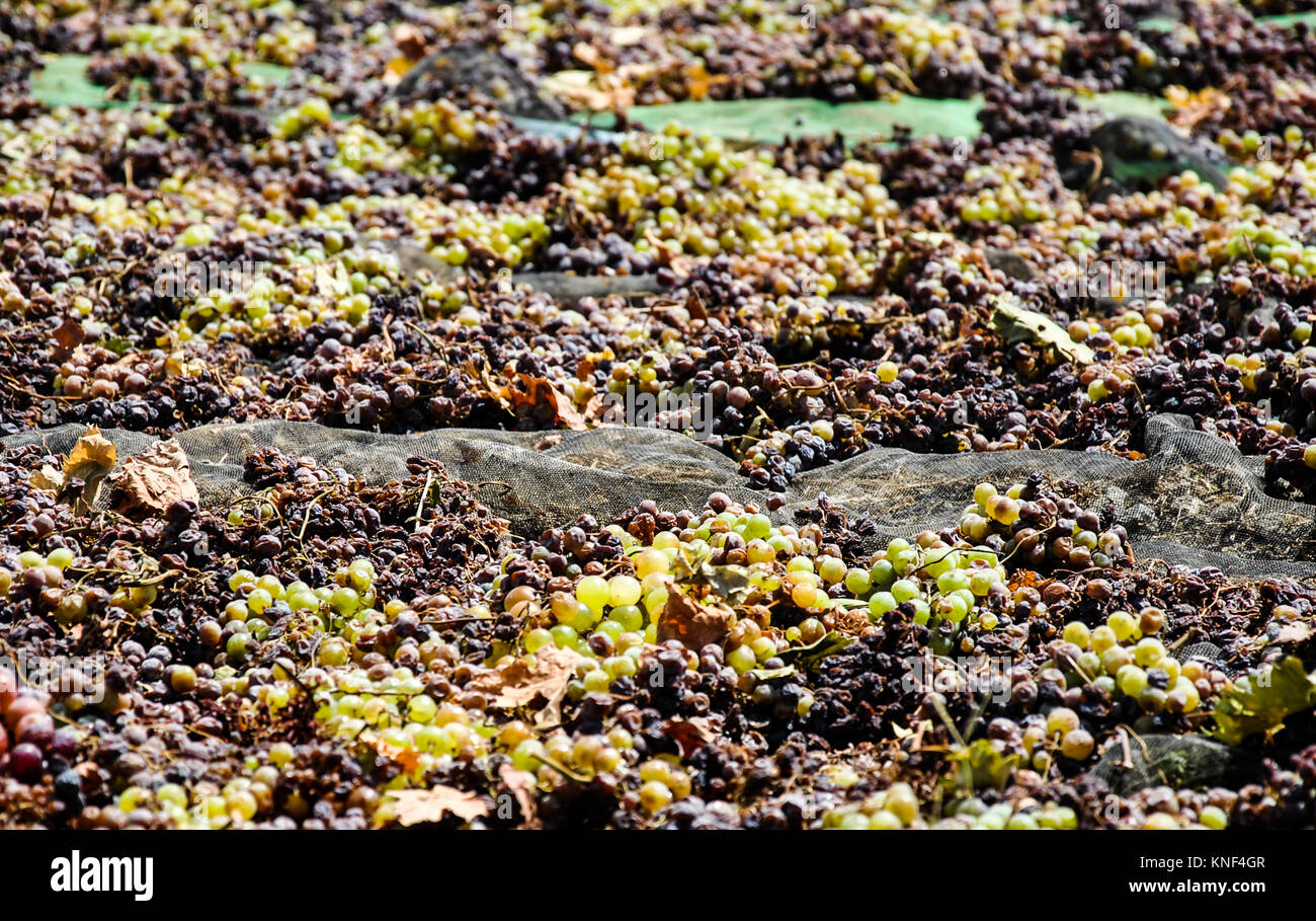 Elaboración hi-res stock photography and images - Alamy