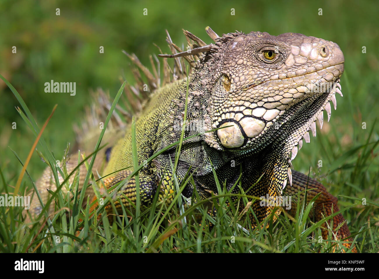 Iguana in Vieques, Puerto Rico Stock Photo - Alamy