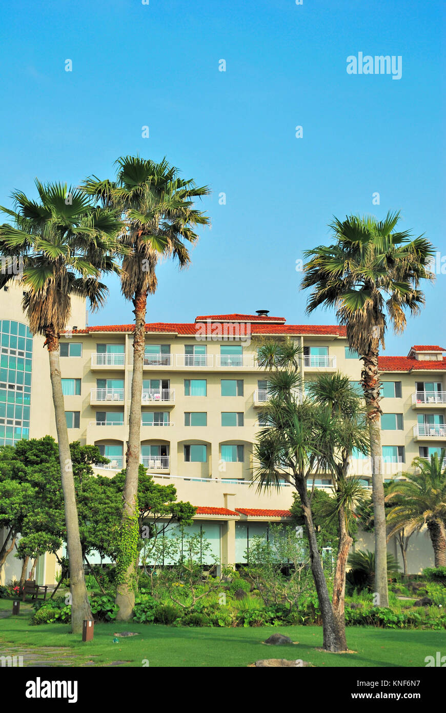 Tropical coconut trees and luxurious resorts in the background ...