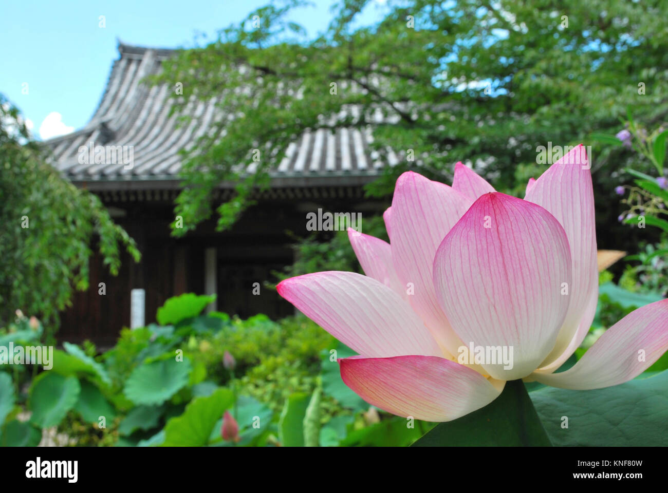 Lotus flower in full bloom with temple in the background, symbolizing ...