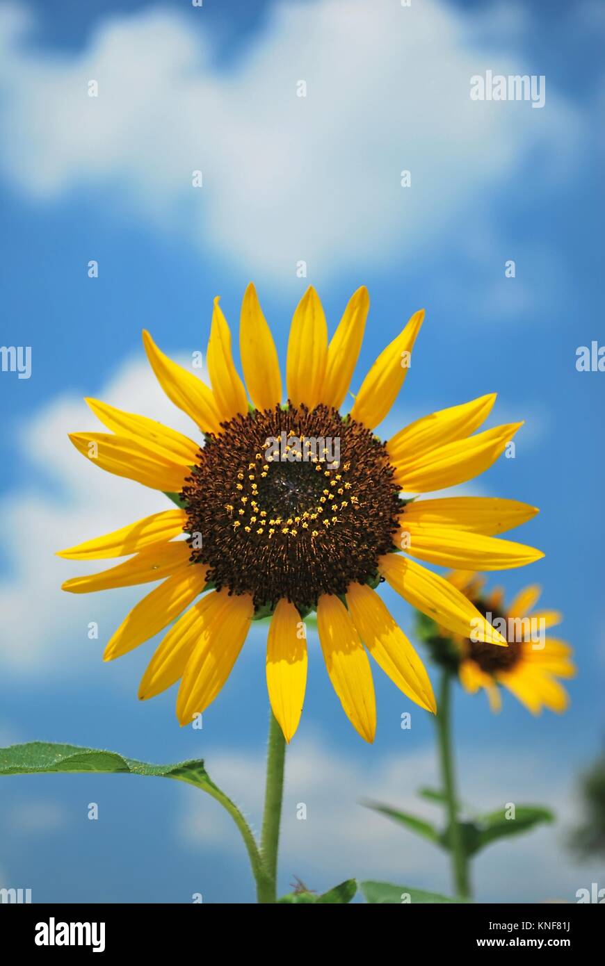 Single sunflower in full bloom in a meadow. Sunflowers symbolize the ...