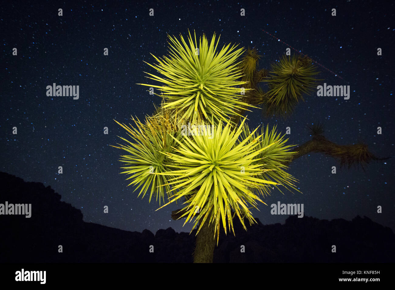 Beautiful shot tree in desert hi-res stock photography and images - Alamy