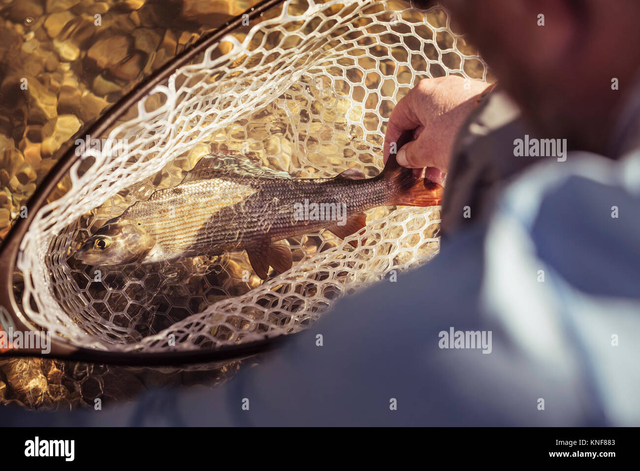 Fish in river hi-res stock photography and images - Alamy