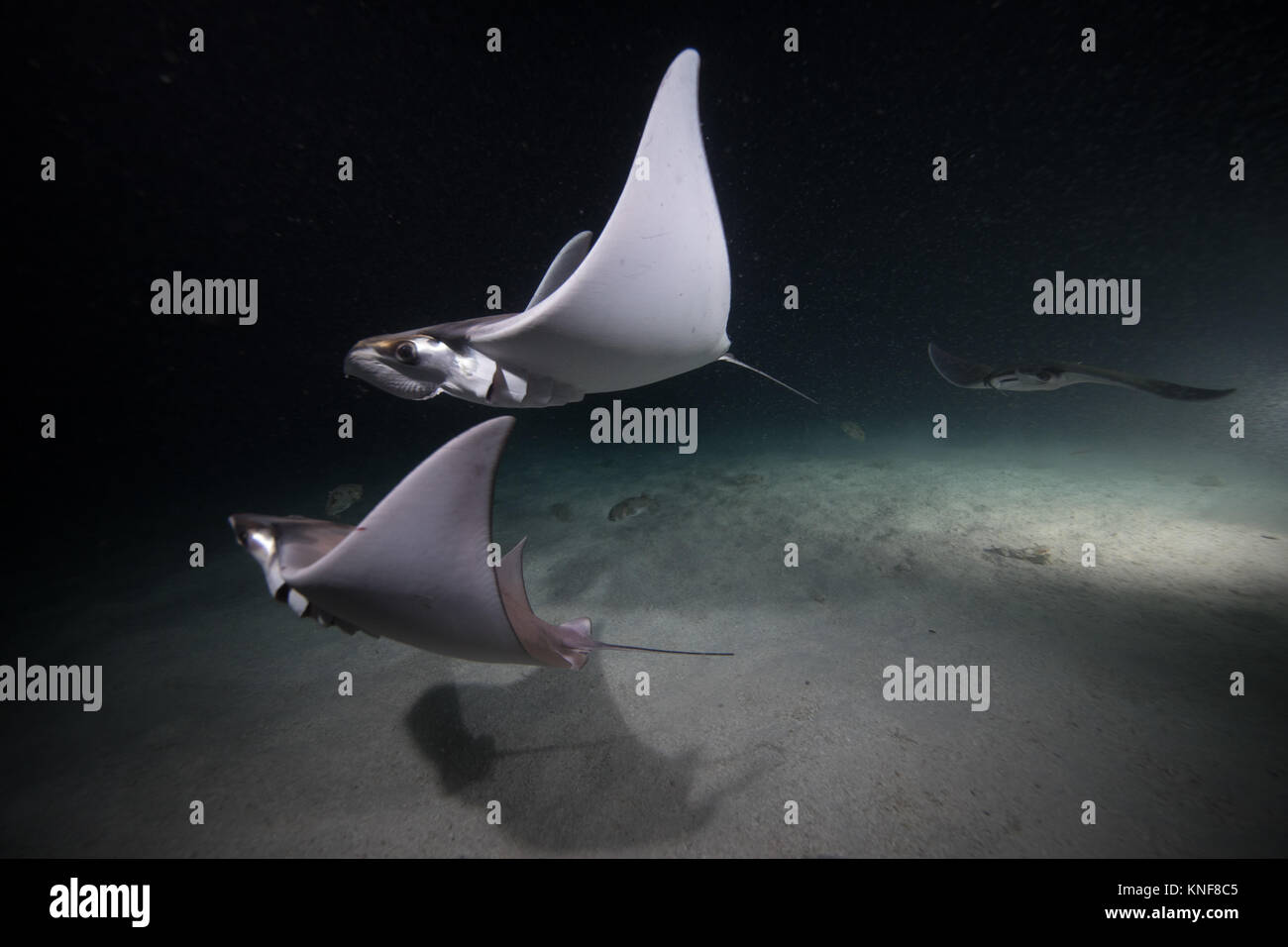 Mobula rays baja sur hi-res stock photography and images - Alamy