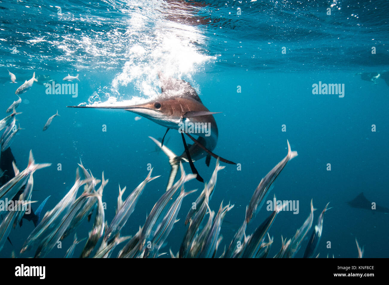 Sailfish hunting sardine baitballs close to surface Stock Photo - Alamy