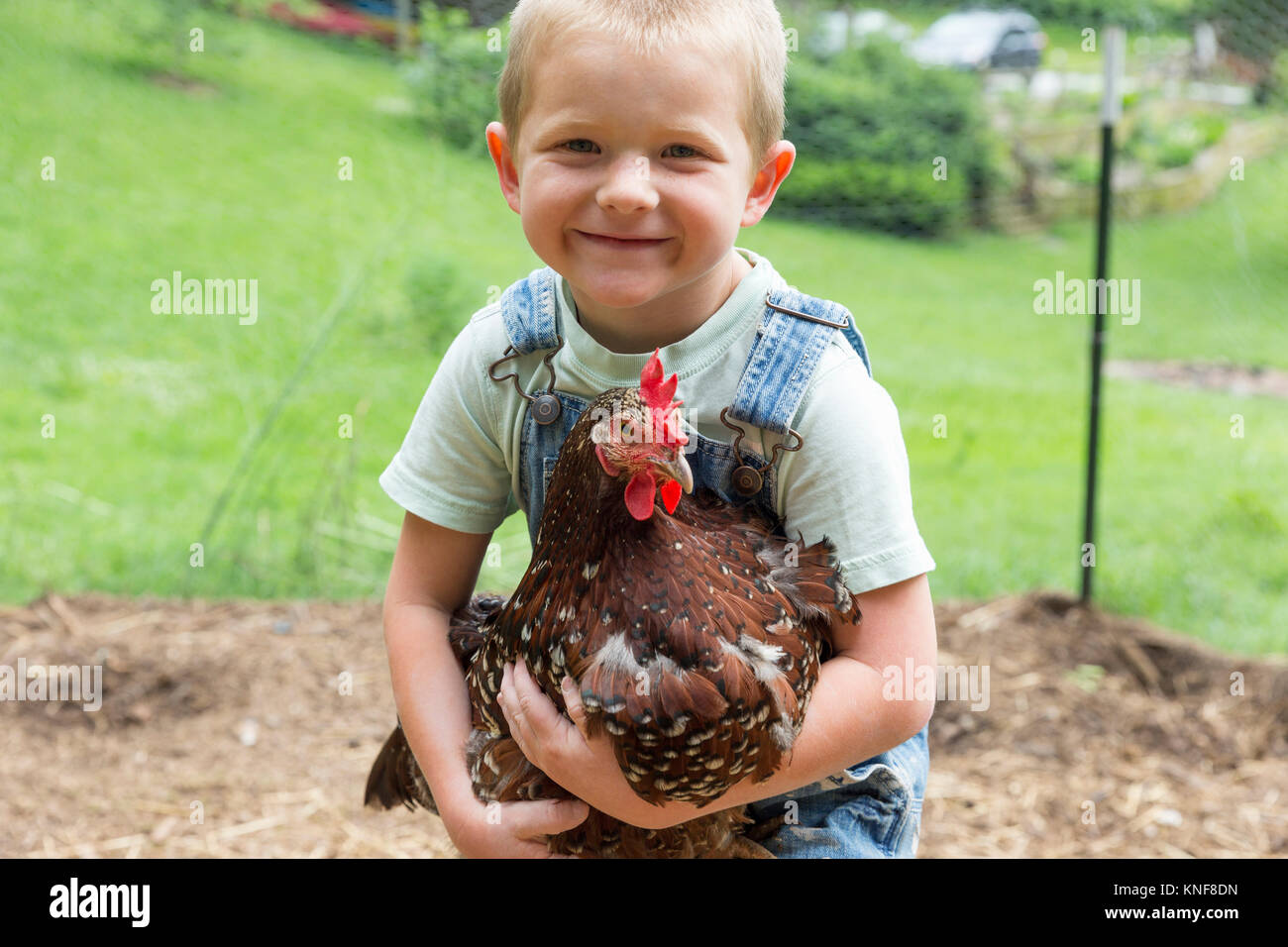 Boy holding speckled hen looking at camera smiling Stock Photo - Alamy