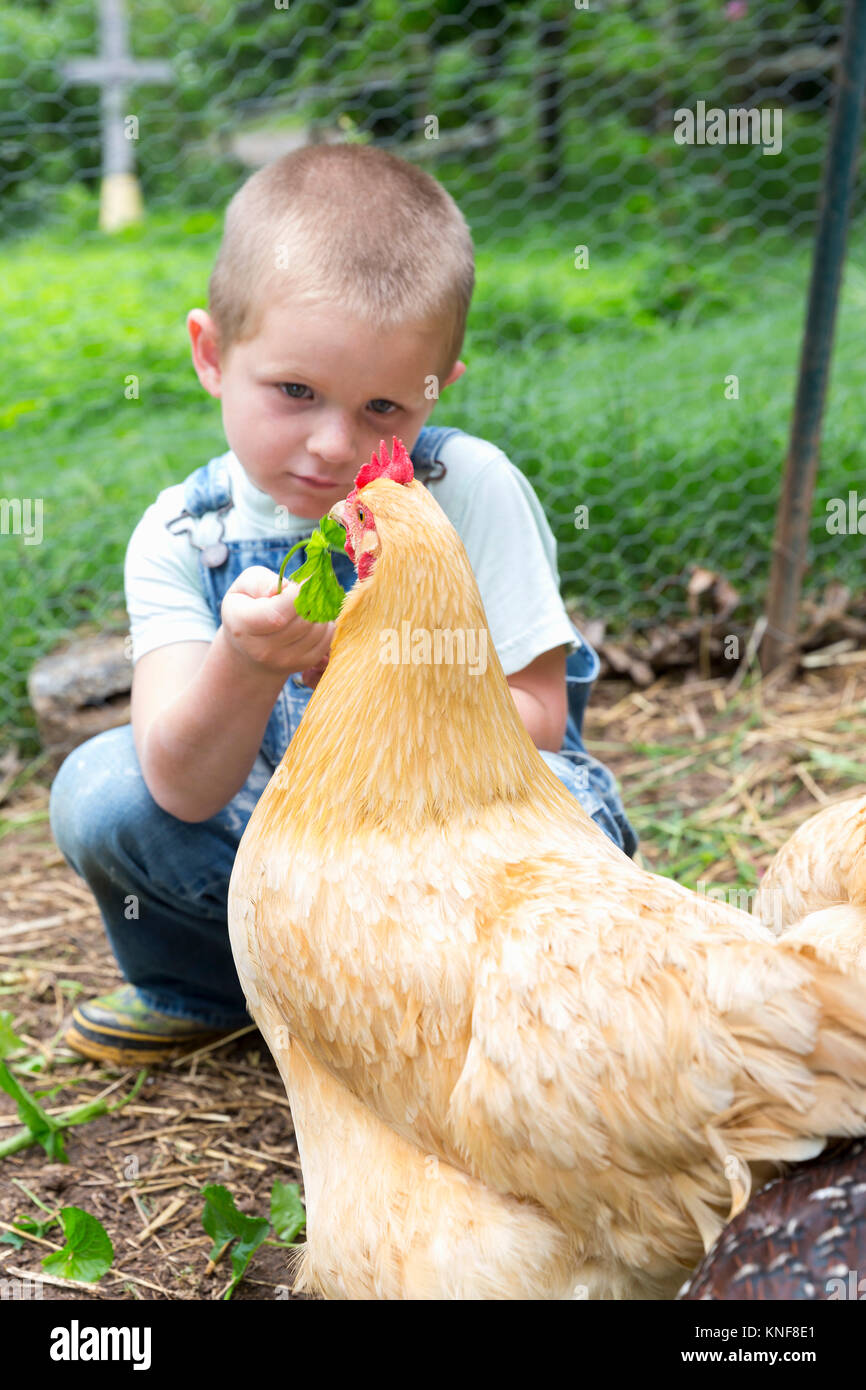 Campine hen hi-res stock photography and images - Alamy
