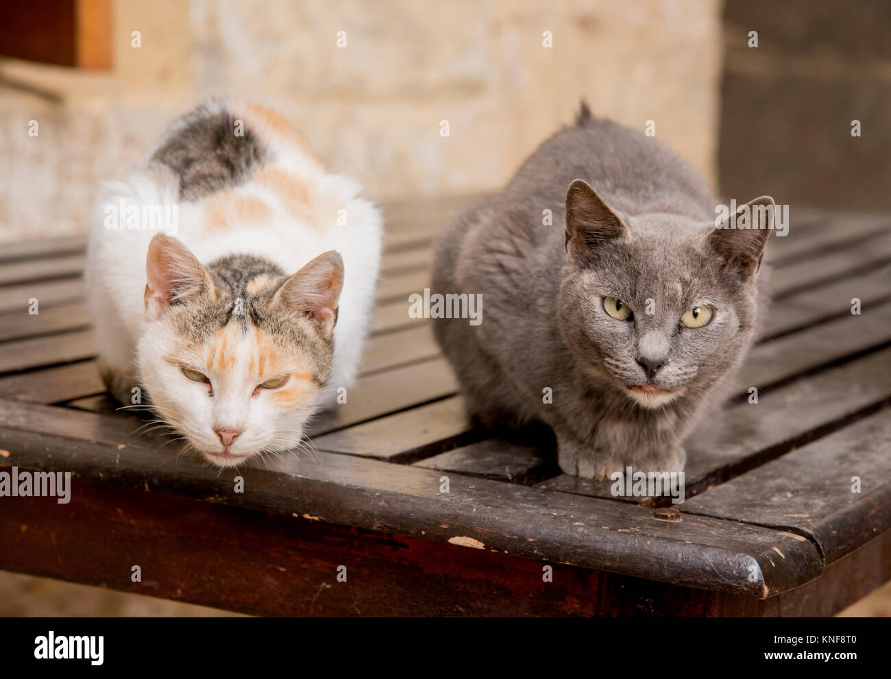 Two cats on a table hi-res stock photography and images - Alamy