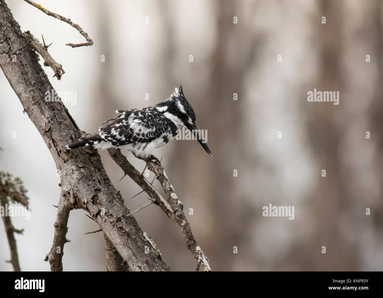 Safari pied hi-res stock photography and images - Alamy