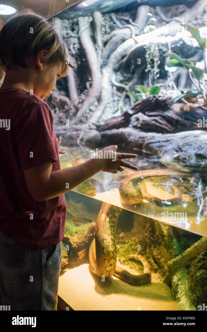 Display case animal hi-res stock photography and images - Alamy