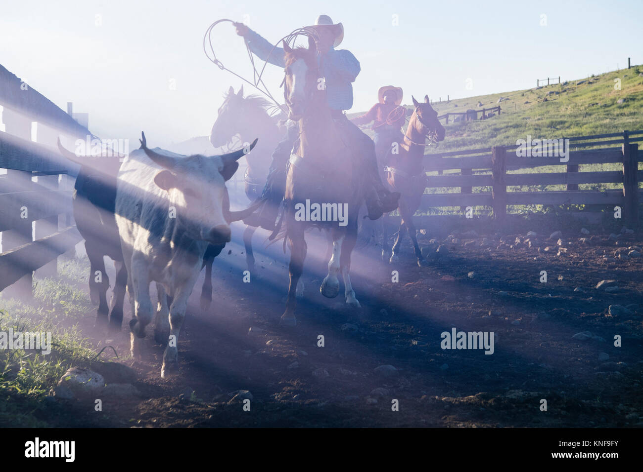 Cowboy on horse lassoing bull, Enterprise, Oregon, United States, North ...