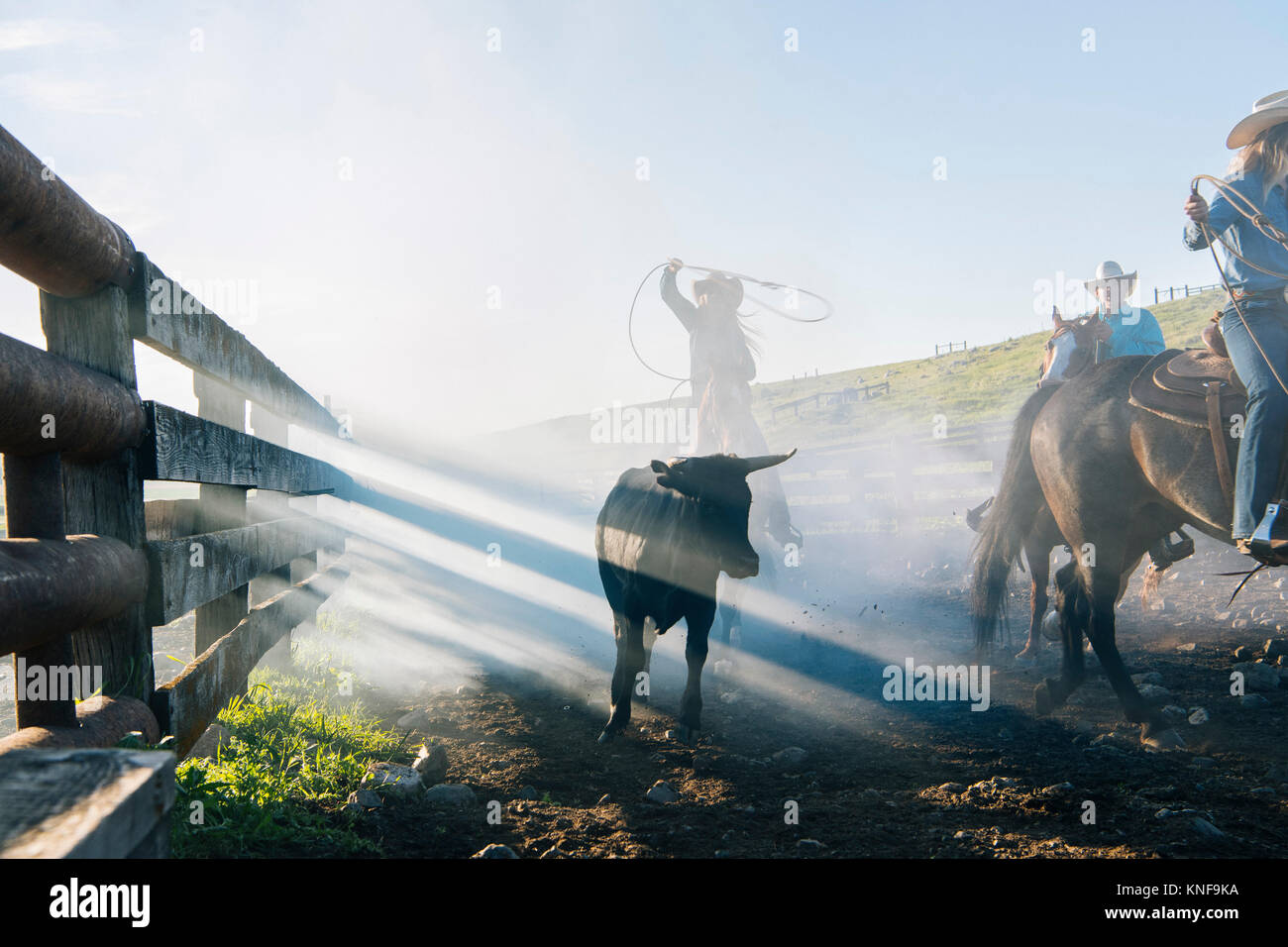 Cowboy on horse lassoing bull calf, Enterprise, Oregon, United States ...