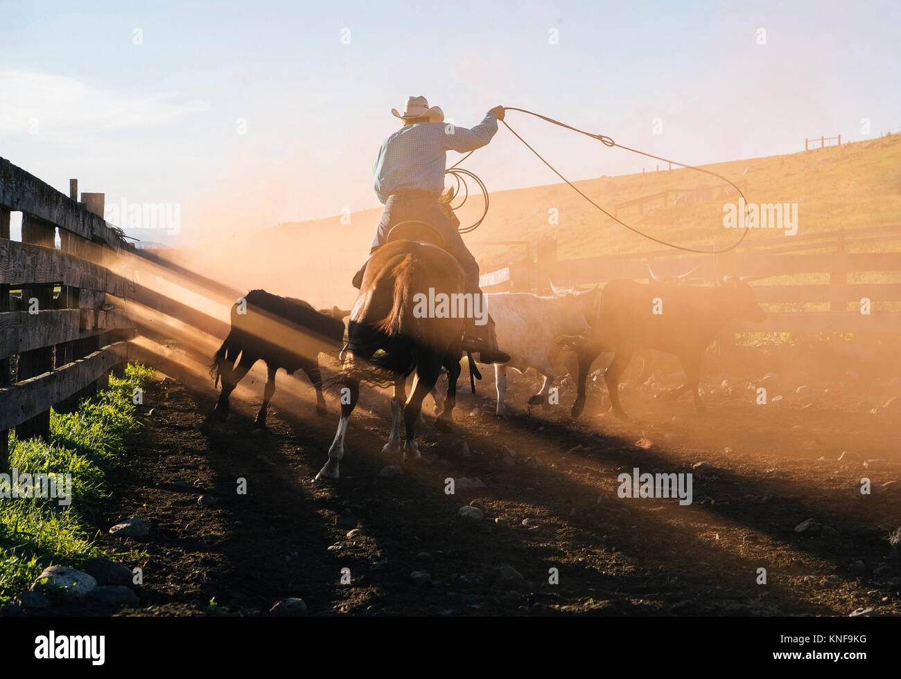 Cowboy lassoing bull hi-res stock photography and images - Alamy