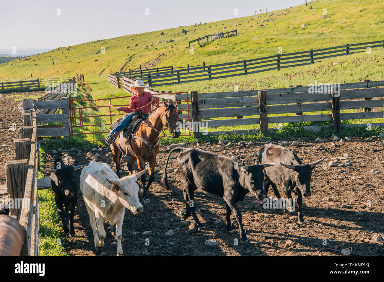 Cowboy lassoing bull hi-res stock photography and images - Alamy