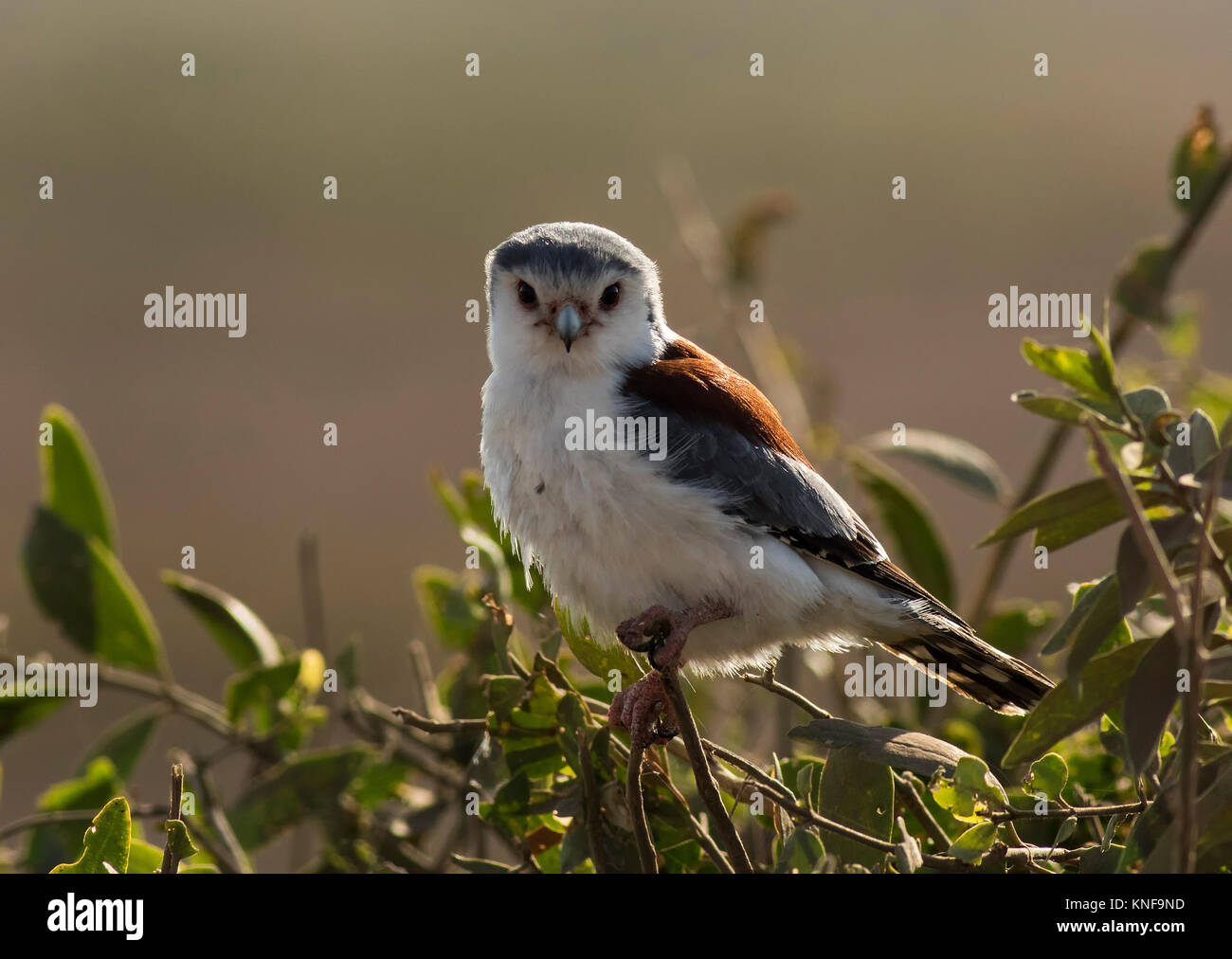 African Pygmy Falcon High Resolution Stock Photography and Images - Alamy