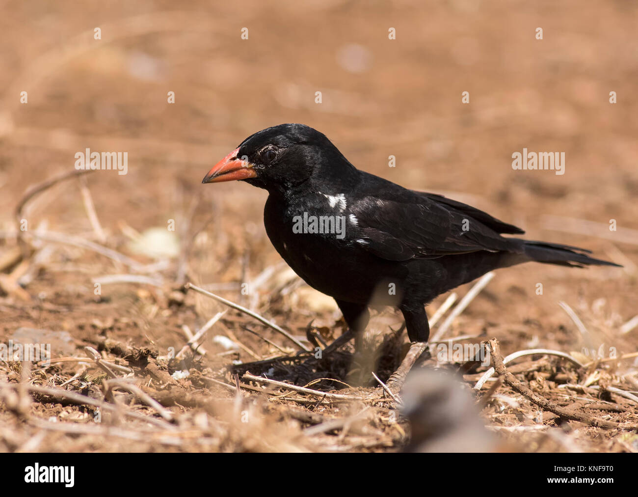 Buffalo weaver hi-res stock photography and images - Alamy
