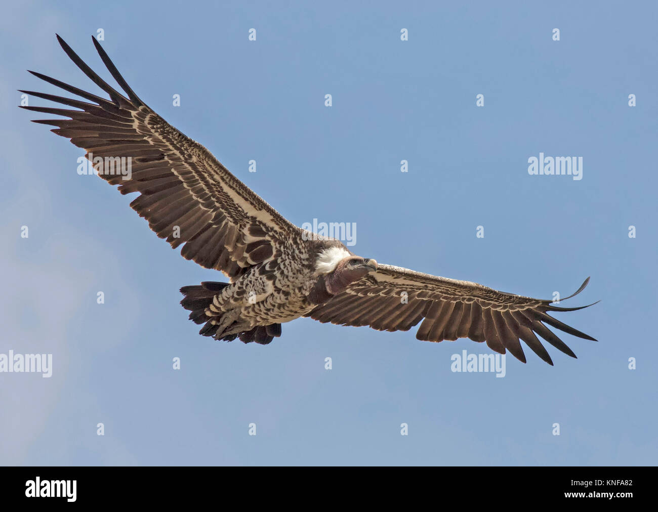 Vulture in flight hi-res stock photography and images - Alamy