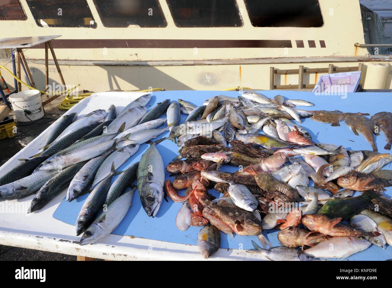 Marseille (France), fish market in the Old Port Stock Photo - Alamy