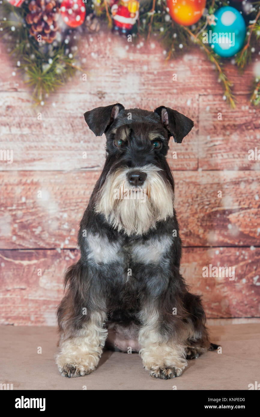 Mini Schnauzer Santa Stock Photo - Alamy