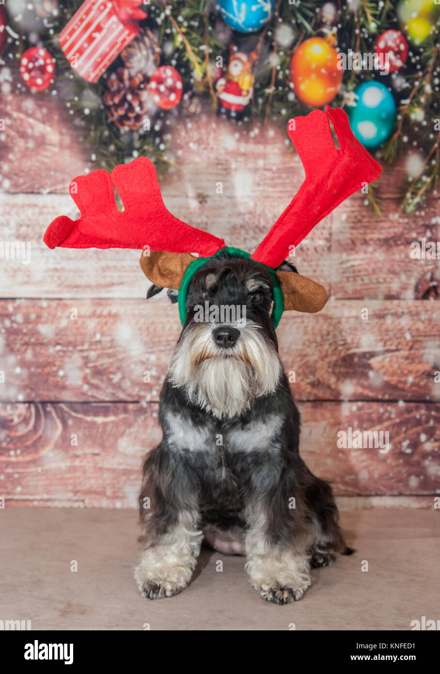 Mini Schnauzer Santa Stock Photo - Alamy
