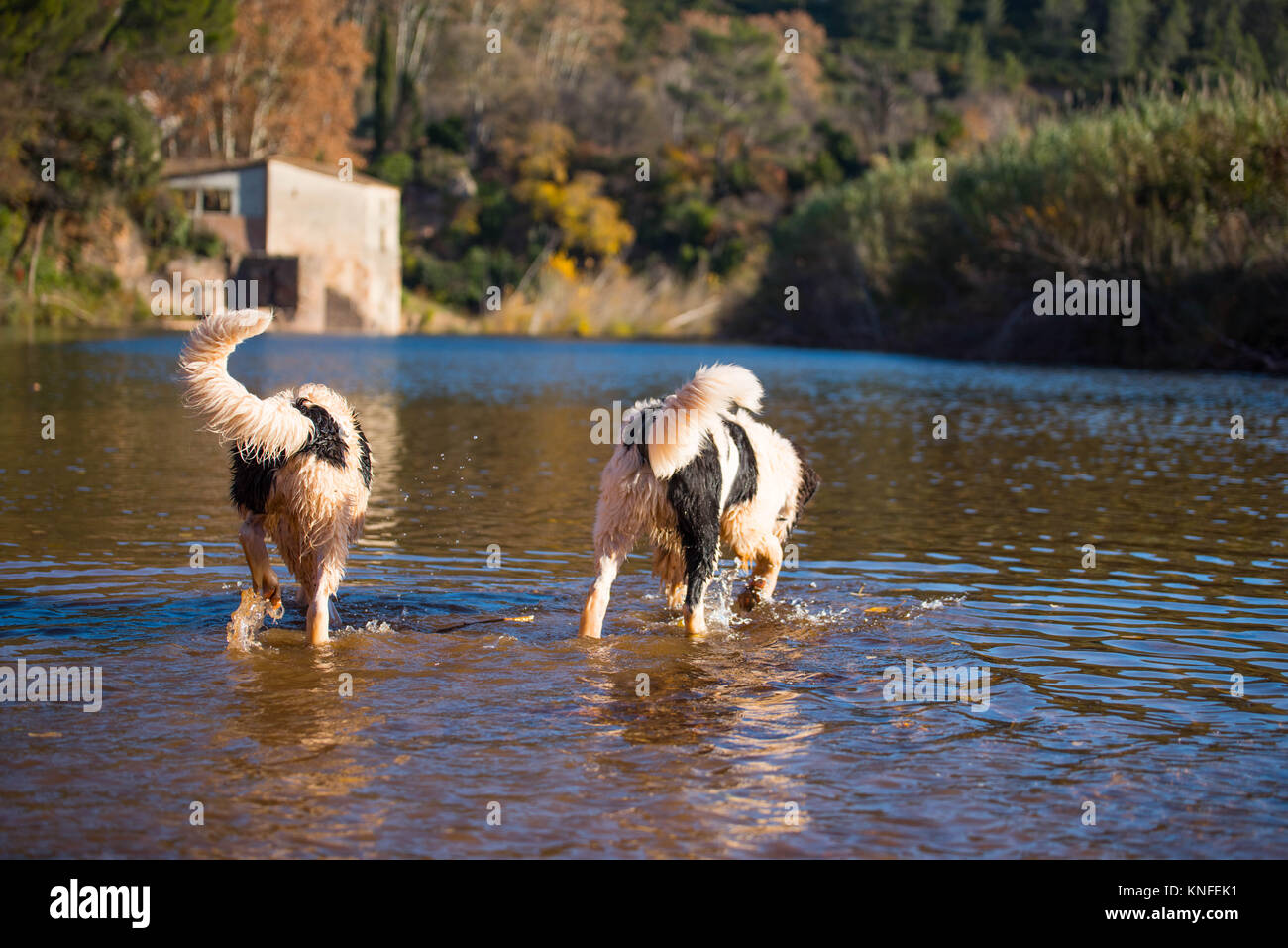 landseer water work rescue dog Stock Photo - Alamy