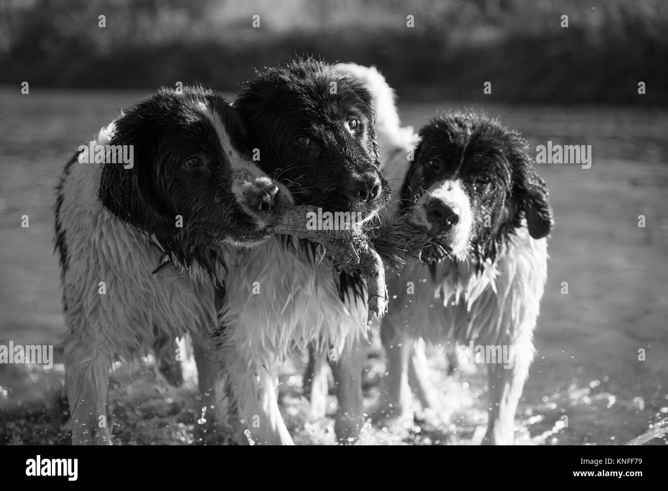 Rescue work Black and White Stock Photos & Images - Alamy