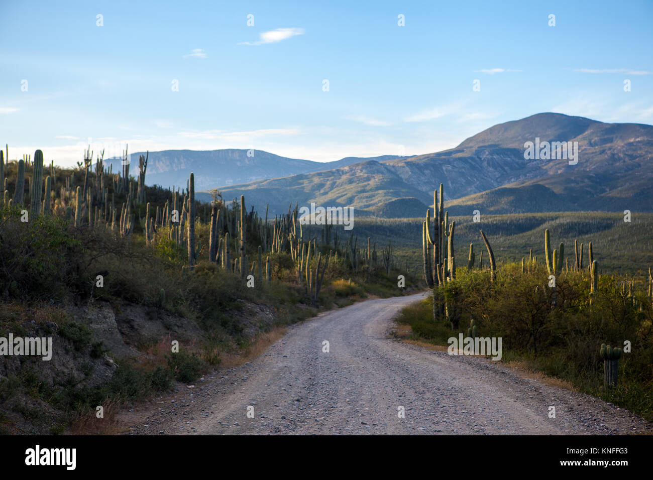 San Juan Raya Desert of Puebla, Mexico Stock Photo - Alamy