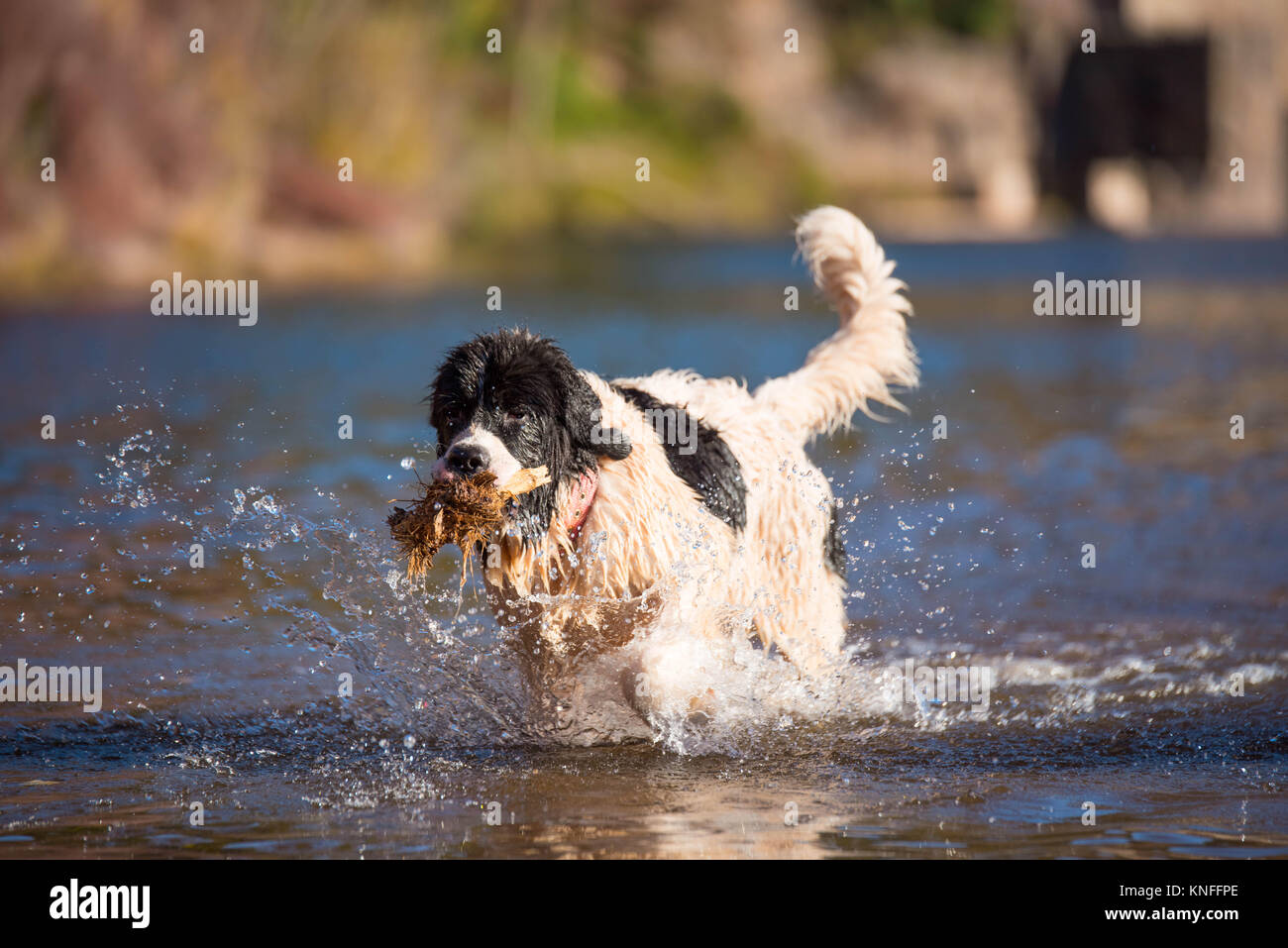 landseer water work rescue dog Stock Photo - Alamy