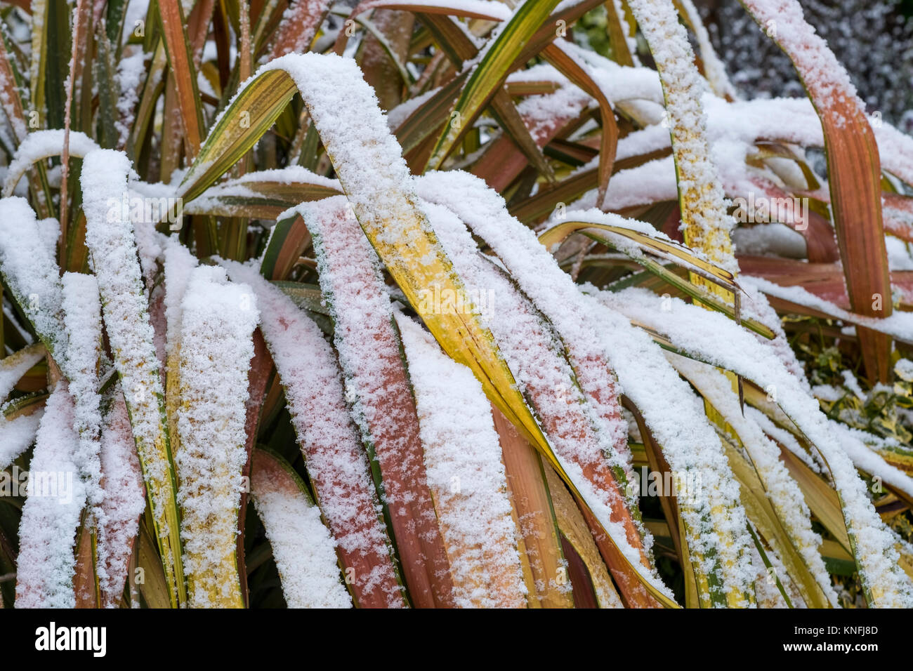 Variegated Phormium Jester Flax plant leaves in snowy winter conditions ...