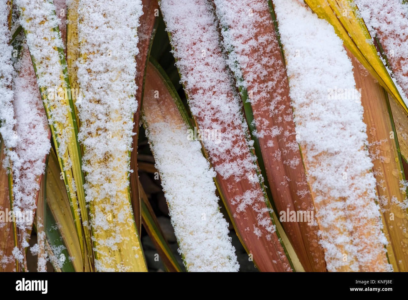 Variegated Phormium Jester Flax plant leaves in snowy winter conditions ...