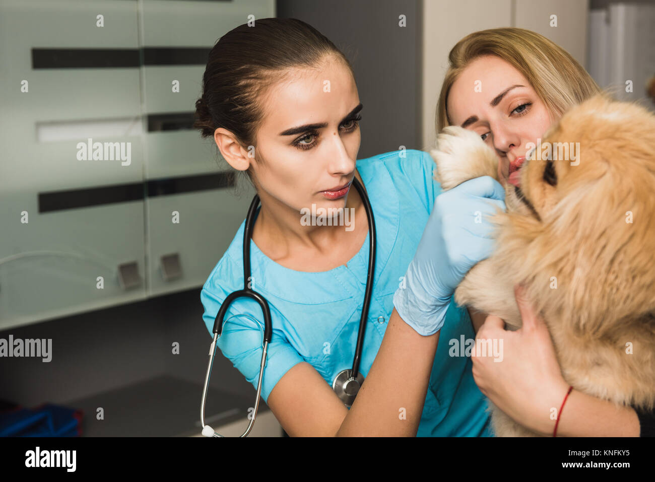Dog examination at vet ambulance. Girl with her dog and veterinarian at ...