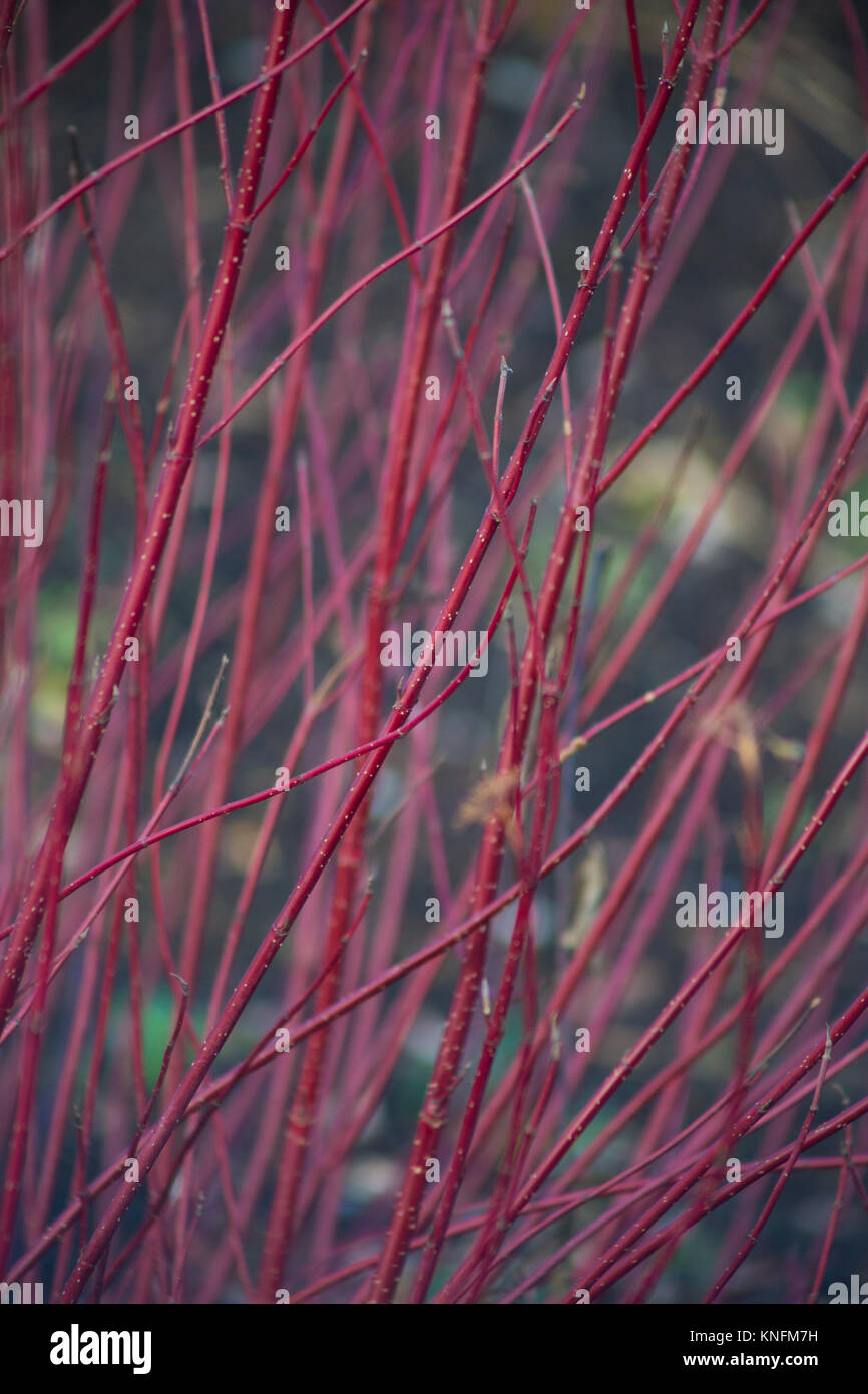Cornus alba 'Alleman's Compact' Stock Photo - Alamy