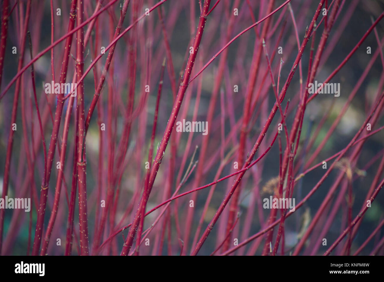 Cornus alba 'Alleman's Compact' Stock Photo - Alamy