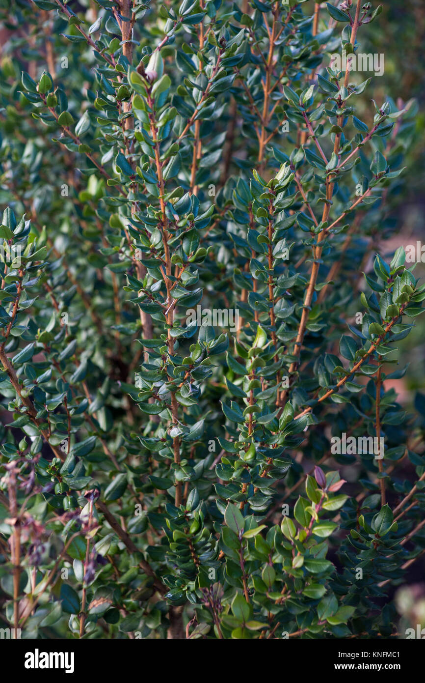 Luma apiculata hi-res stock photography and images - Alamy