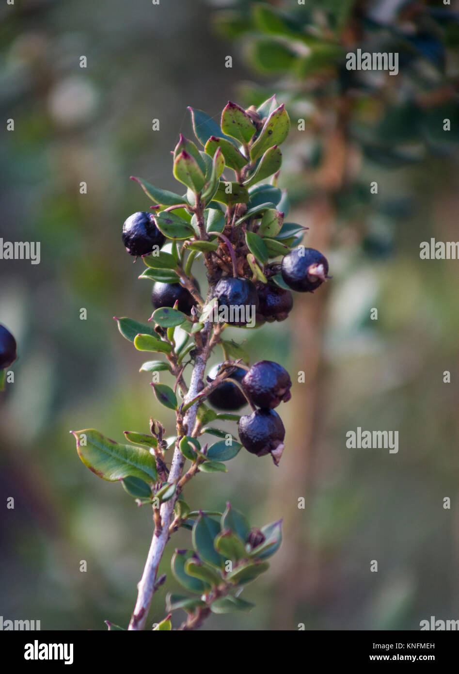 Luma apiculata hi-res stock photography and images - Alamy