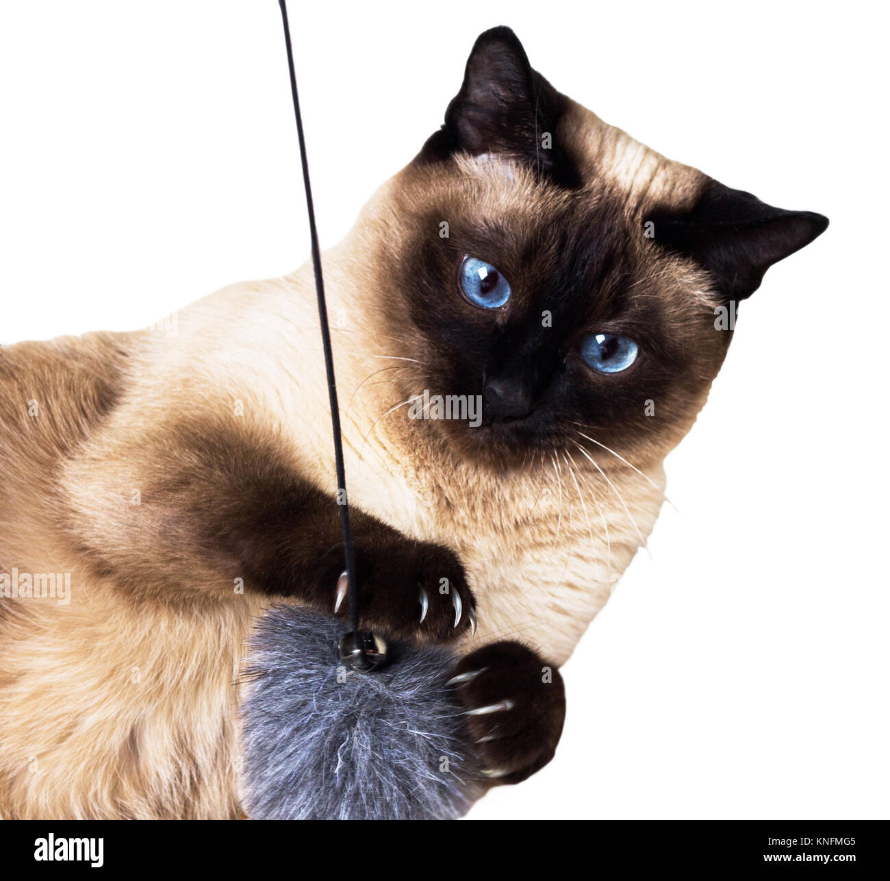 Thai cat - traditional or ancient Siamese cat on a white isolated ...