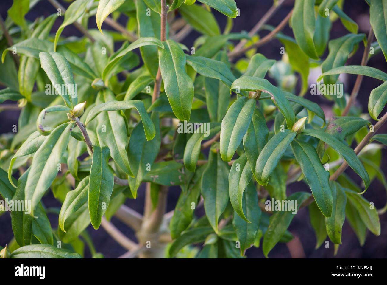Nepalese paper plant hi-res stock photography and images - Alamy