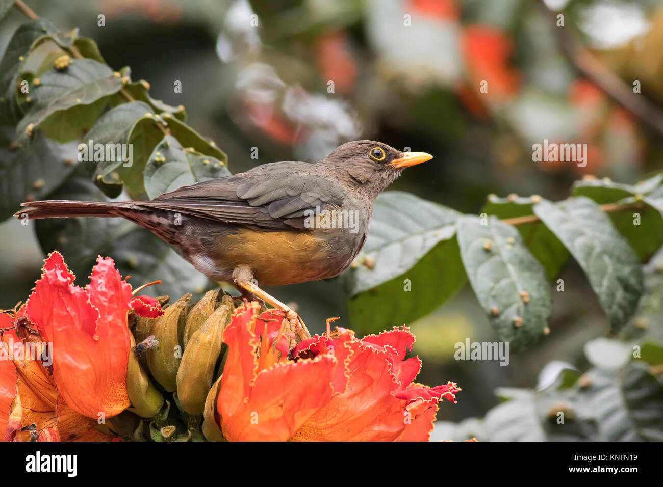 African thrush hi-res stock photography and images - Alamy