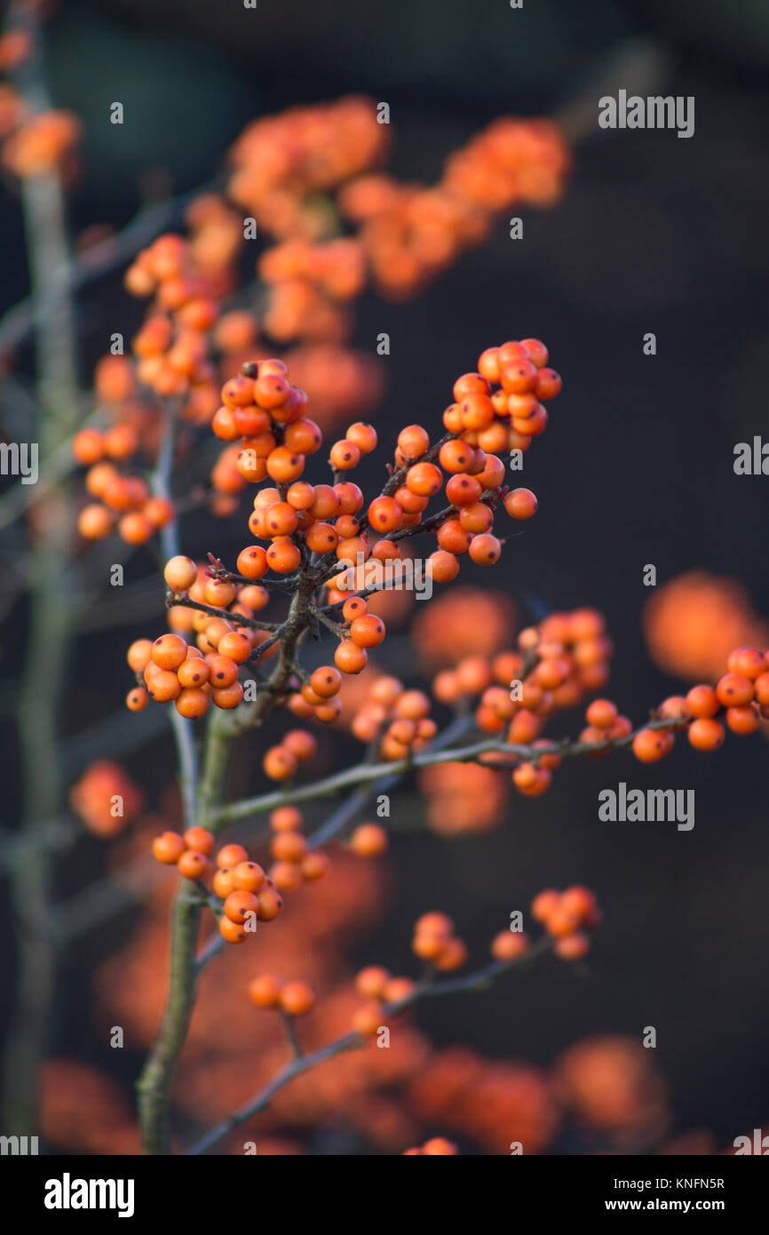 Ilex verticillata winter gold hi-res stock photography and images - Alamy