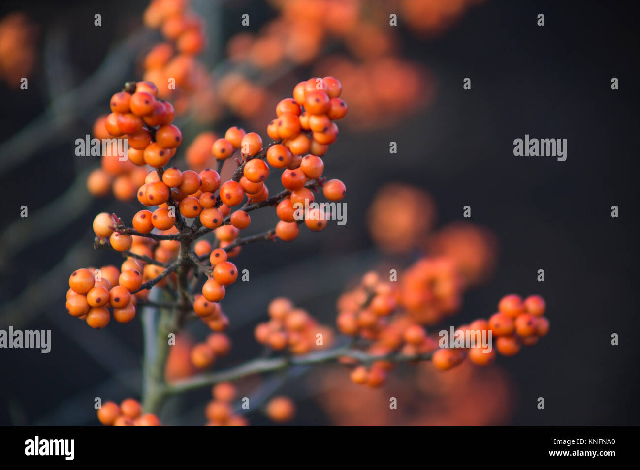 Ilex verticillata winter gold hi-res stock photography and images - Alamy