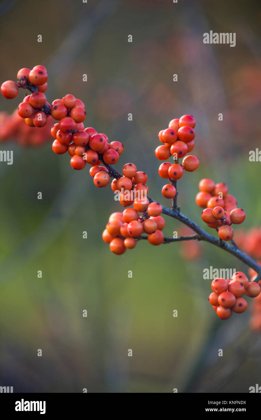 Ilex verticillata winter gold hi-res stock photography and images - Alamy