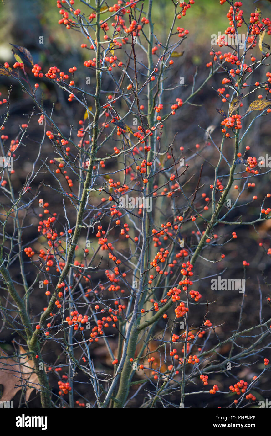Ilex verticillata 'Winter Gold' Stock Photo - Alamy