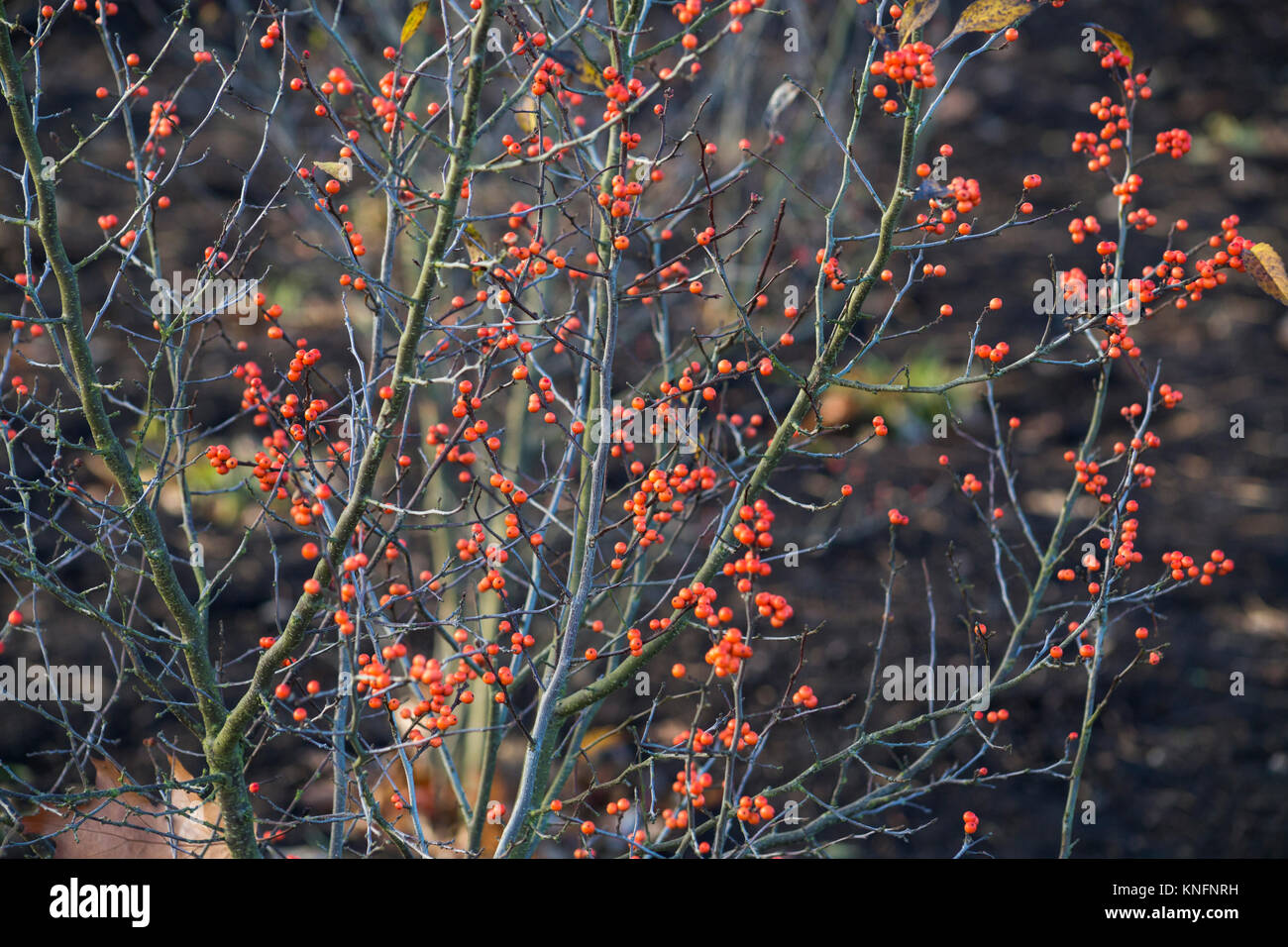 Ilex verticillata winter gold hi-res stock photography and images - Alamy