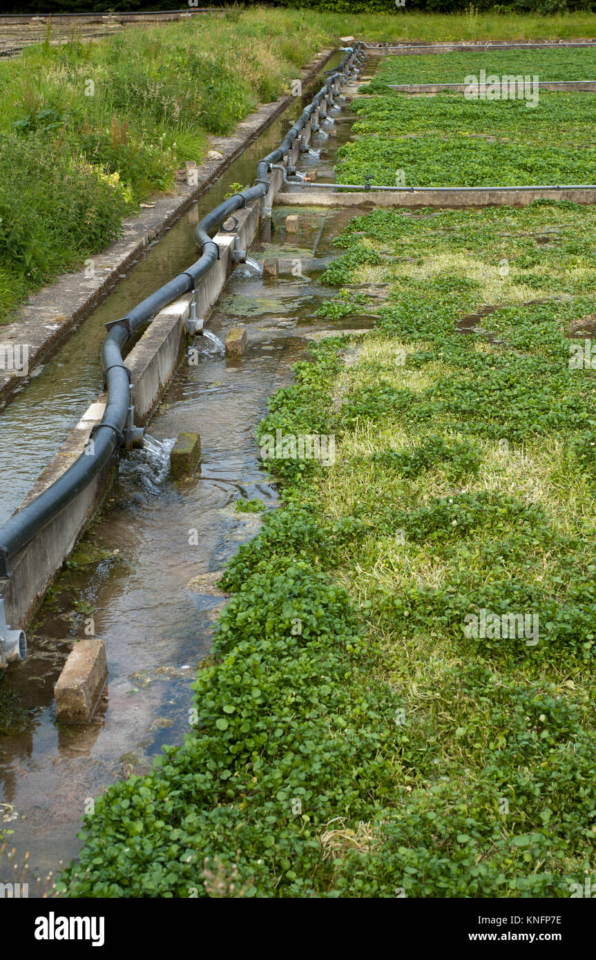 Watercress growing on gravel with water from flowing from natural ...