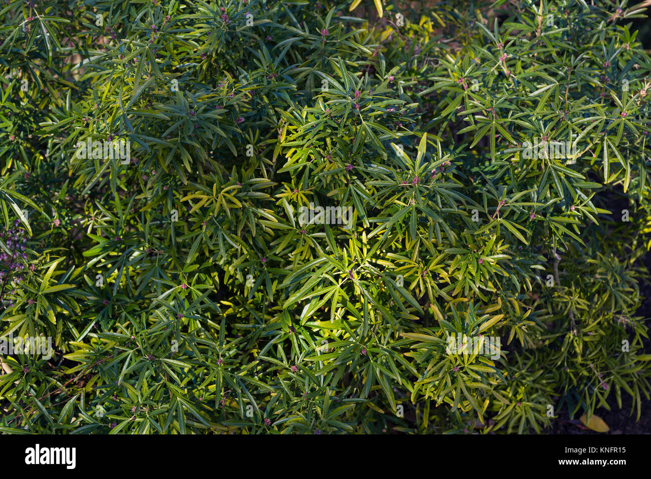 Choisya x dewitteana 'Aztec Pearl' Stock Photo - Alamy