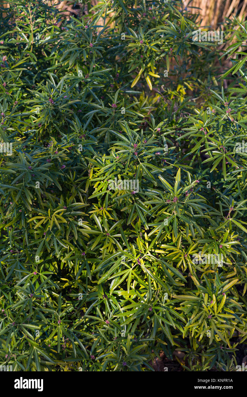 Choisya x dewitteana 'Aztec Pearl' Stock Photo - Alamy