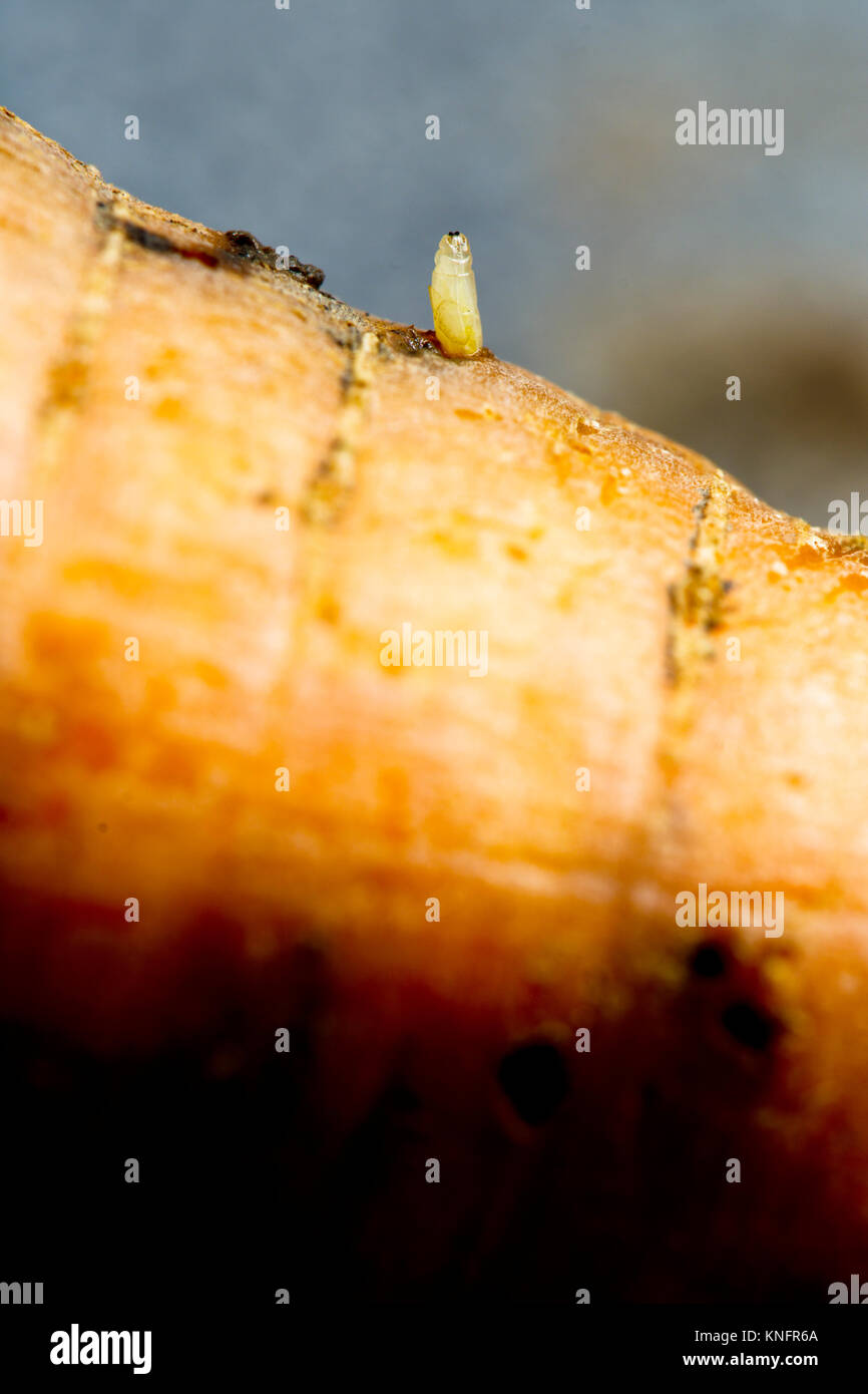 Root maggot hi-res stock photography and images - Alamy