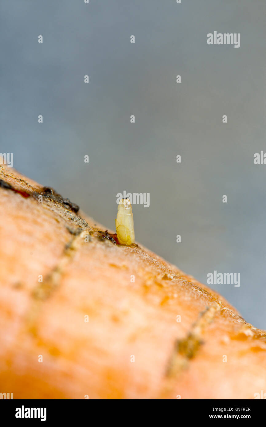 Carrot root fly hi-res stock photography and images - Alamy