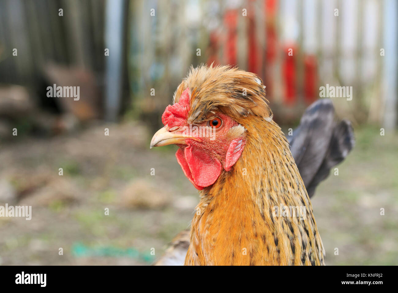 portrait of a cute red chicken looks funny on a white isolated ...