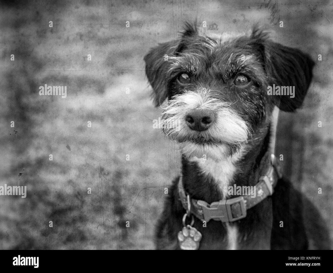 milly the jackapoo Stock Photo - Alamy